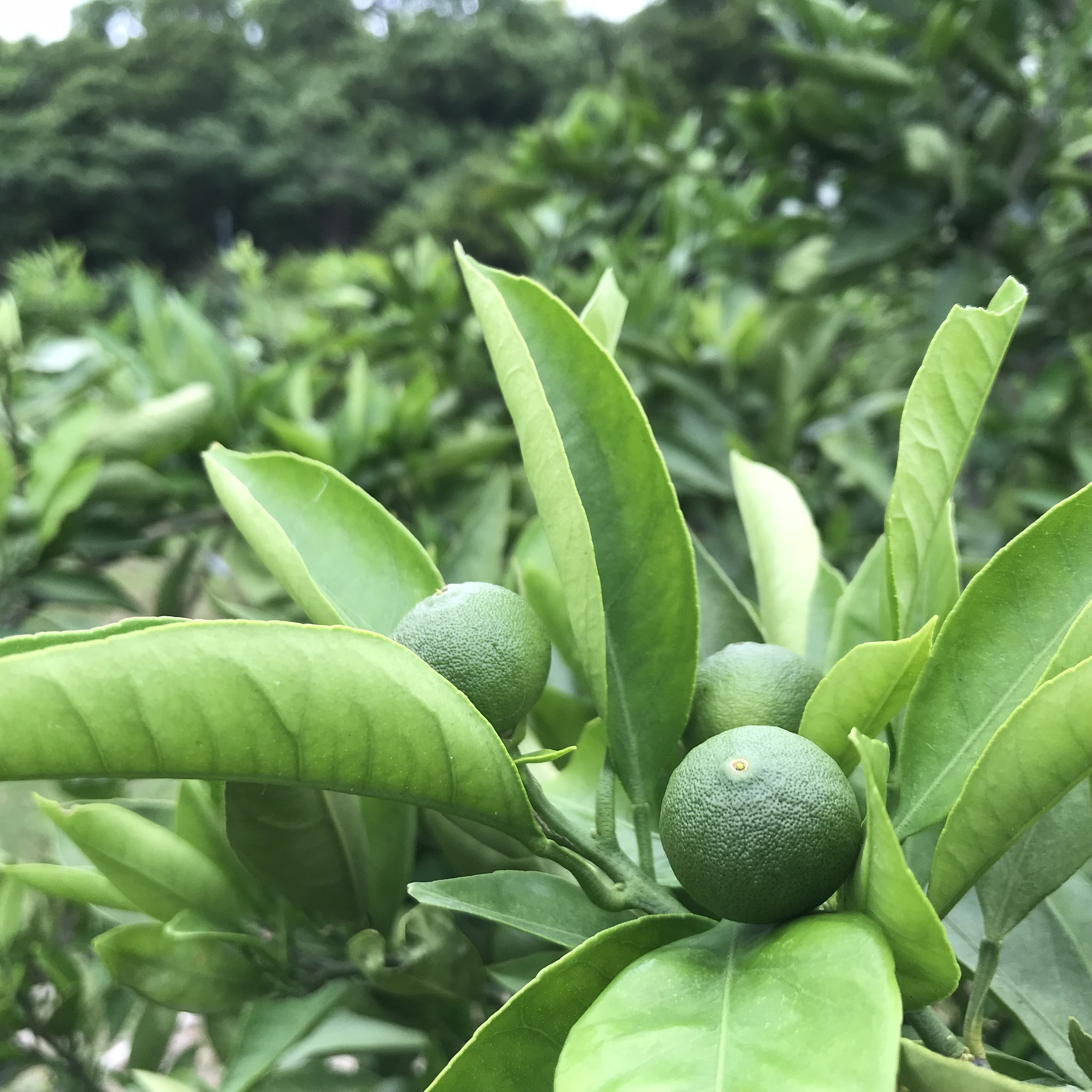 みかん成長中 八つ葉農園