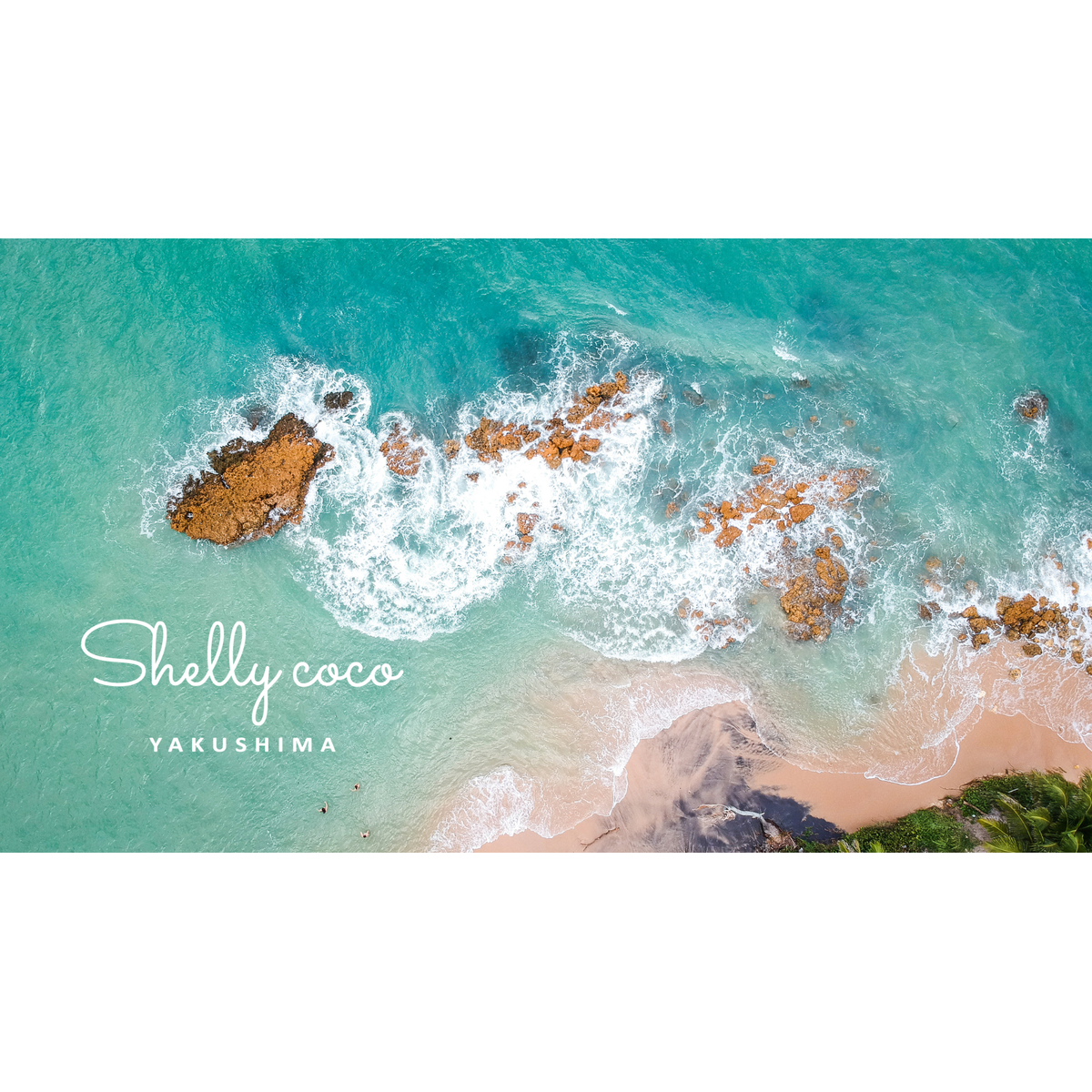 Shelly coco YAKUSHIMA