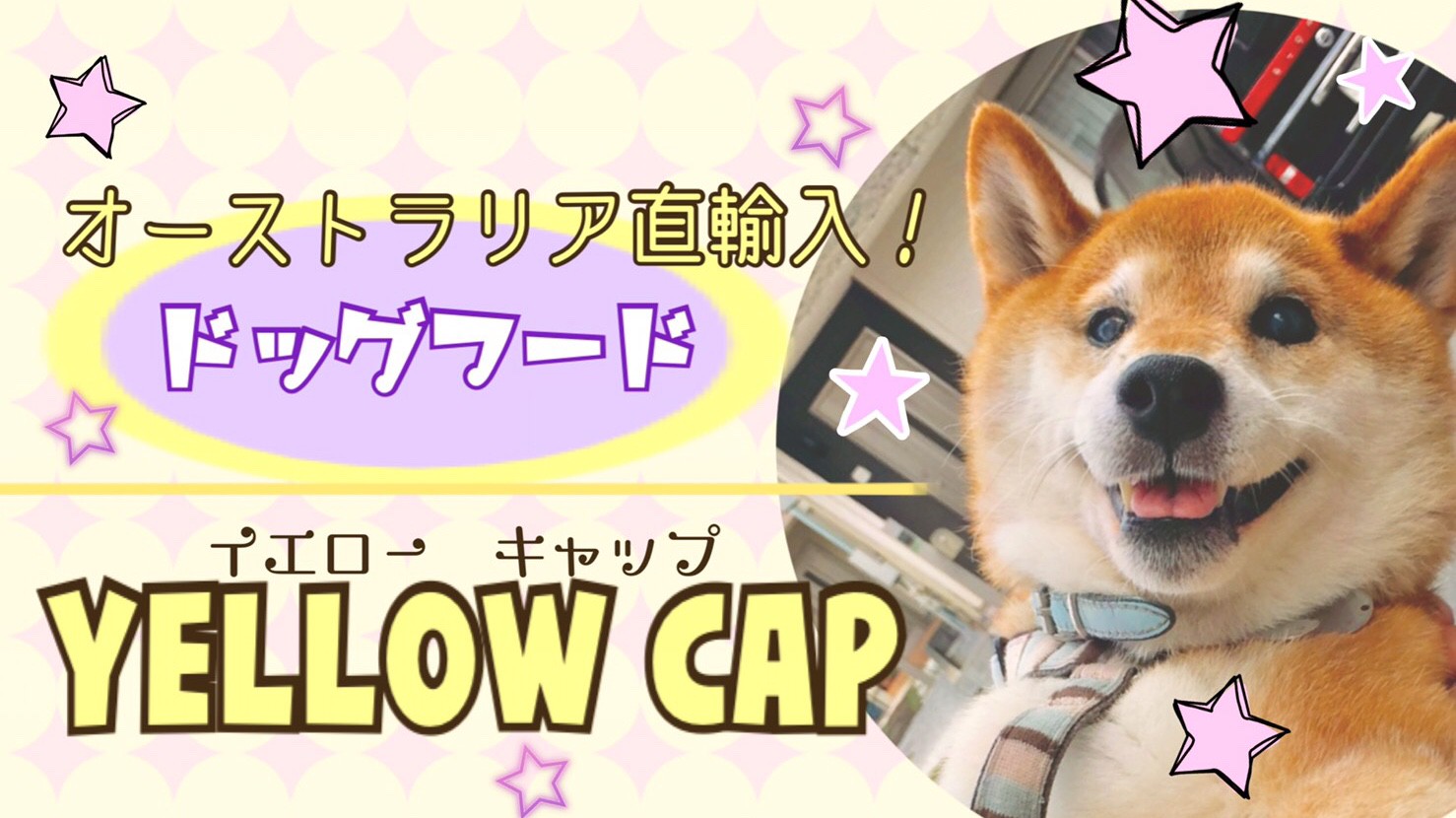 〔送料無料〕【20kg】アラートプラス Alert Plus | 有限会社イエローキャップ