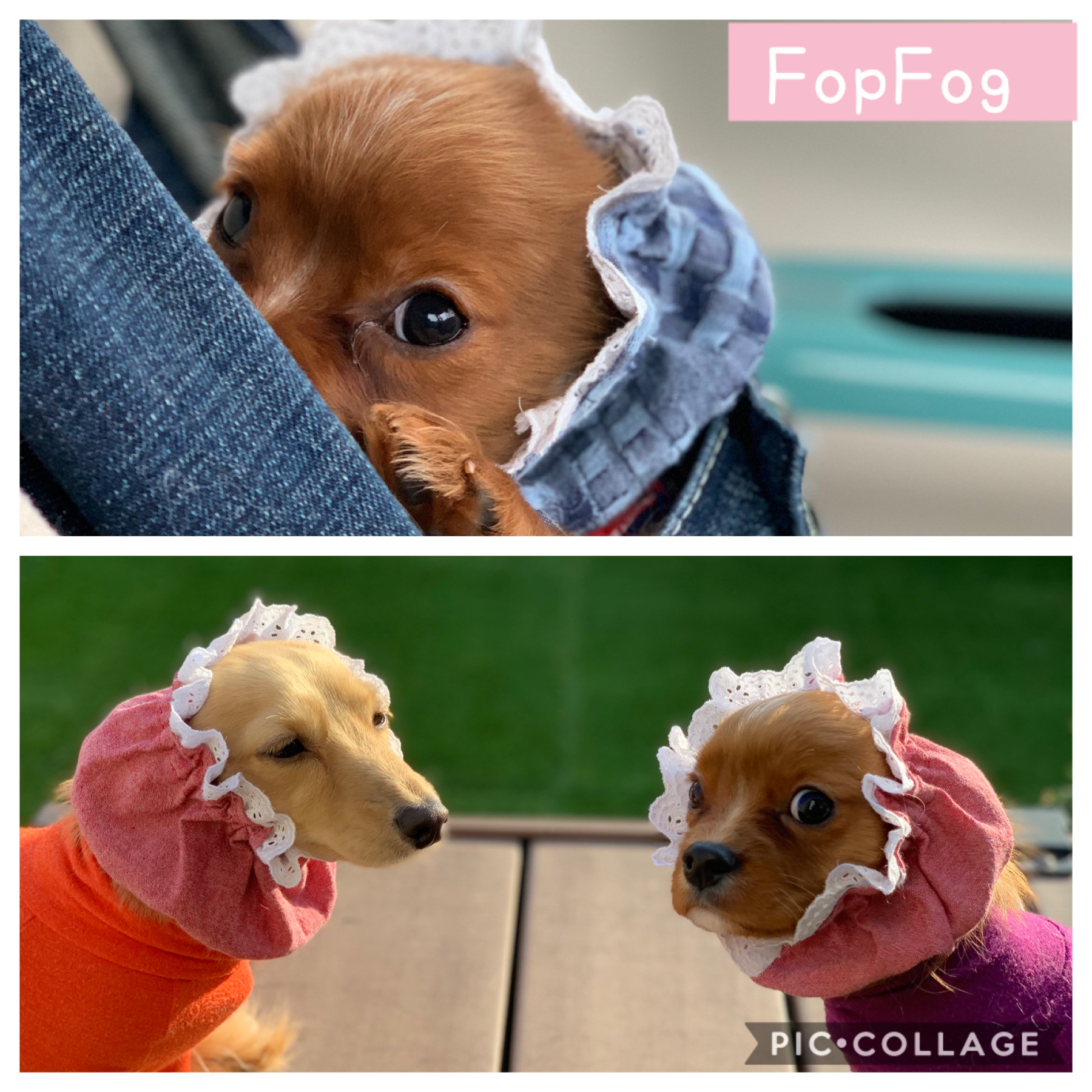 Fop_Dog