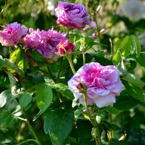 プレジタン ドゥ セズ President de Seze | 無農薬バラ苗・花、ハーブ産直販売「天空のバラ園」Celestial-Roses