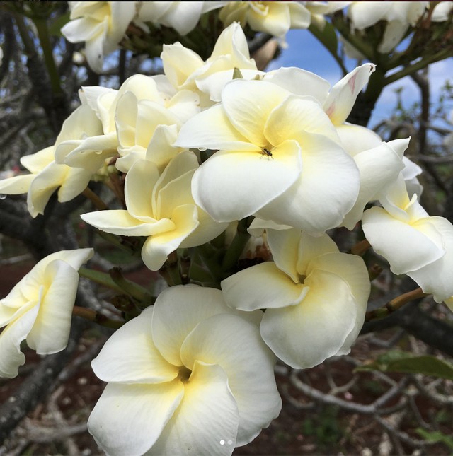 Jim Little Plumeria JAPAN