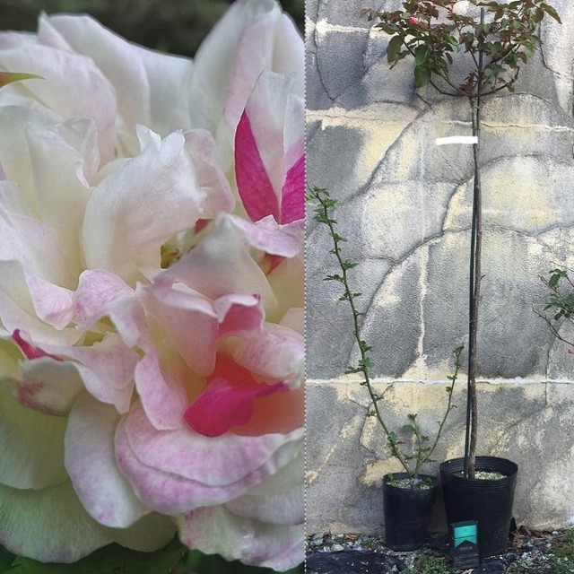 マニントン カスケード Mannington Cascade | 天空のバラ園(無農薬バラ苗・花、ハーブ産直販売)