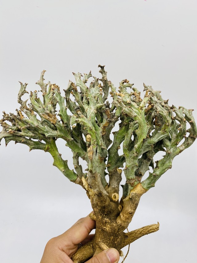 stella.plantsステラプランツ